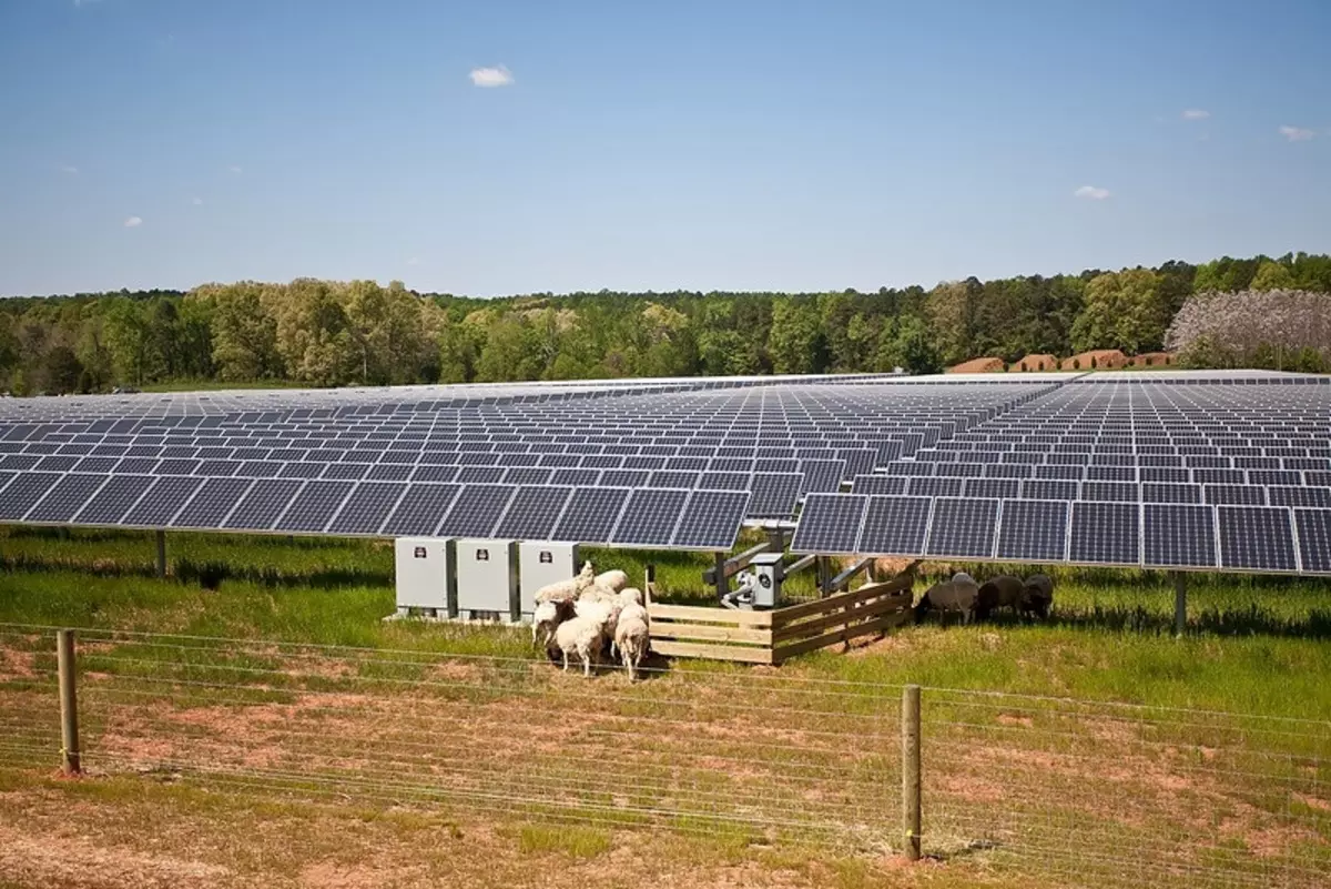 Sheep serviced solar power plants.