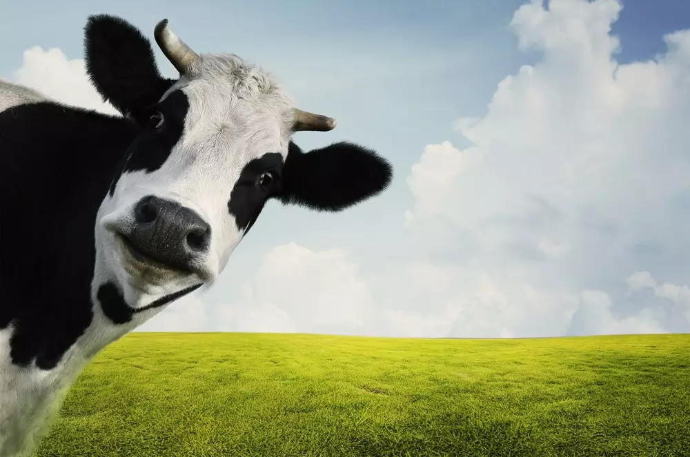 Las algas australianas pueden destruir el 99% de las emisiones de metano de una vaca.