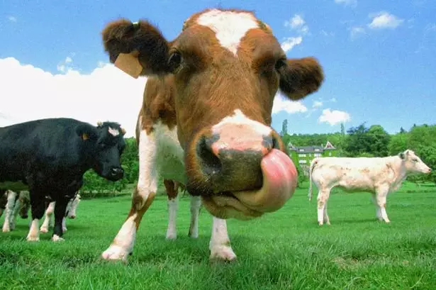 Australian algae can destroy 99% of methane emissions from a cow