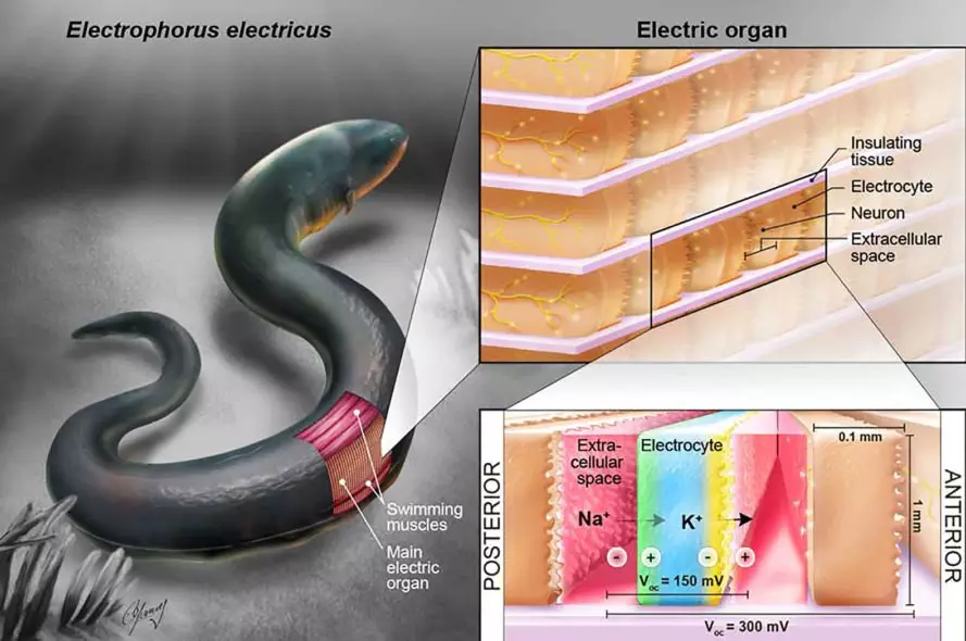 電気にきびのおかげで、科学者たちは新しい電池式を作成しました