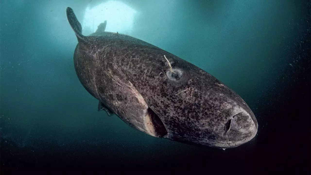 512-godišnji Grenland Shark može biti najstariji živ kralježnjaka na zemlji