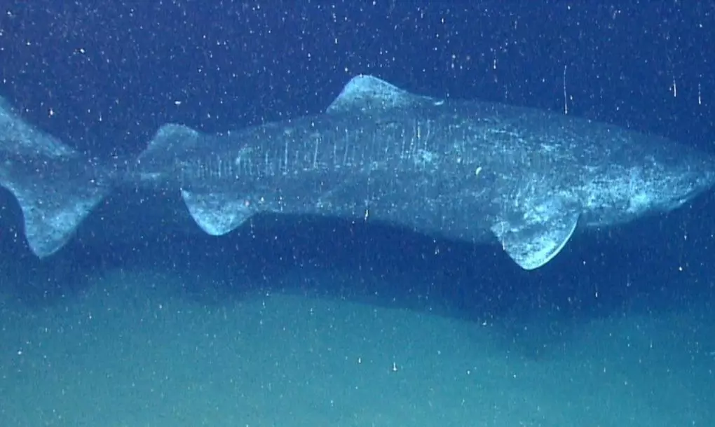512-jier-âld Grienlânske haai kin de âldste libbene gewicht op ierde wêze