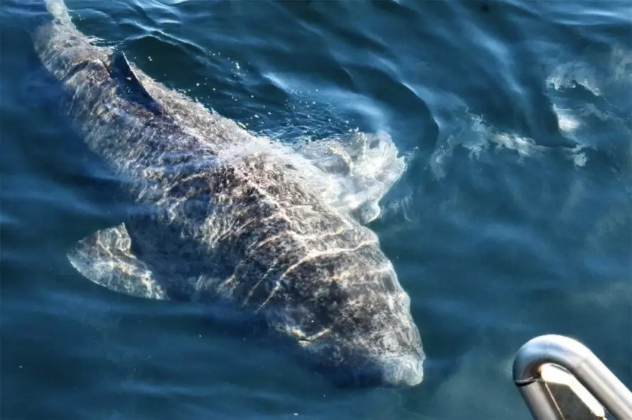 512 वर्षीय ग्रीनलँड शार्क पृथ्वीवरील सर्वात जुने जिवंत सत्कार करू शकतात
