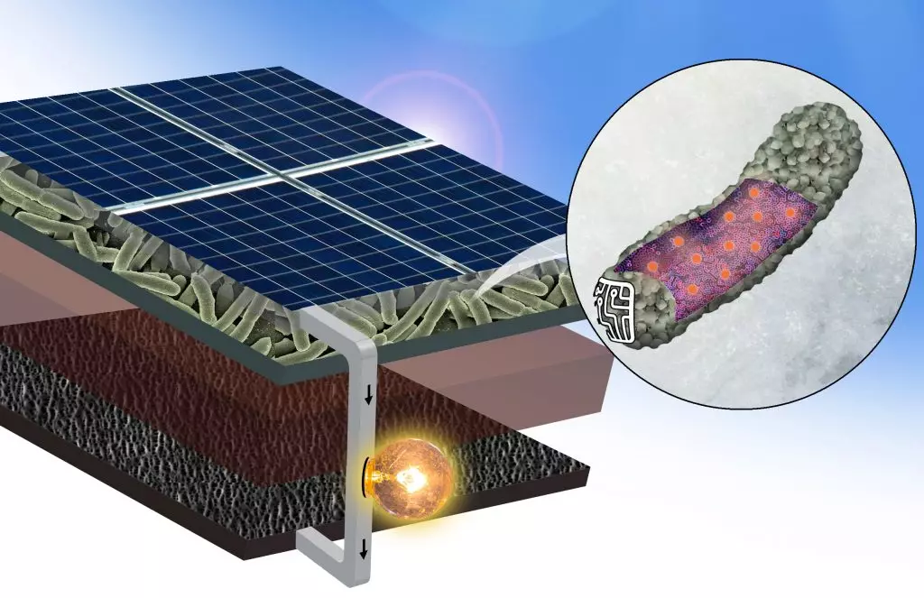 バクテリアは曇りの日における太陽電池パネルの運転を改善するのを助けるでしょう！