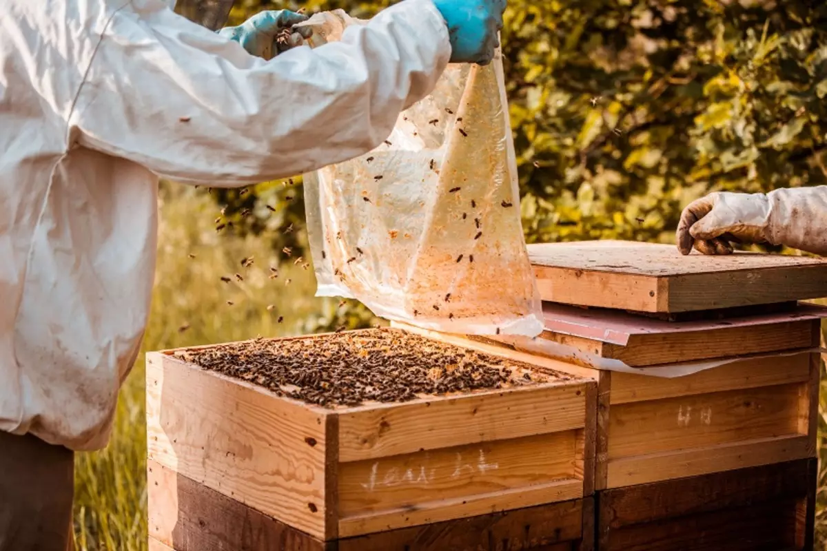 蜂蜜來自保時捷。