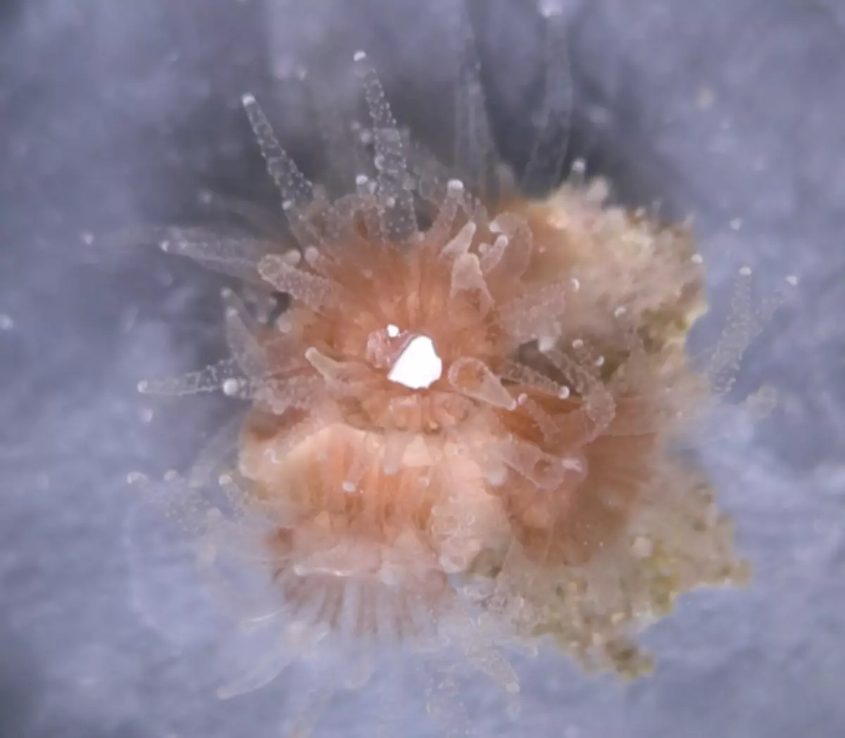 Oamenii de știință au aflat că coraliile mănâncă gunoi din plastic, pentru că consideră că este delicios