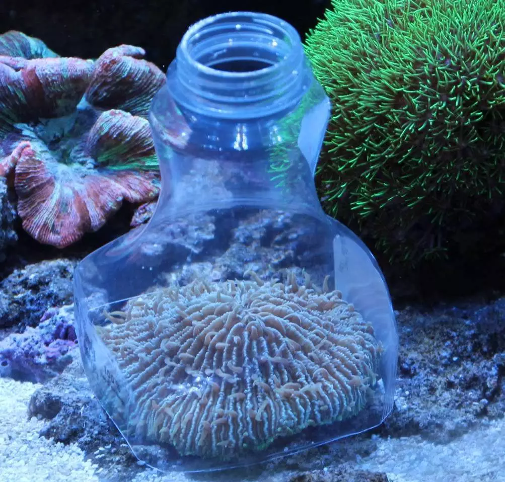 Teadlased avastasid, et korallid söövad plastist prügi, sest nad peavad seda maitsvat
