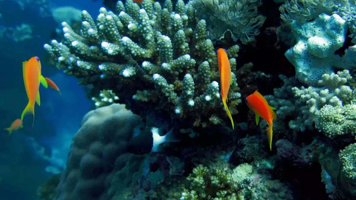 นักวิทยาศาสตร์พบว่าปะการังกินขยะพลาสติกเพราะพวกเขาคิดว่ามันอร่อย