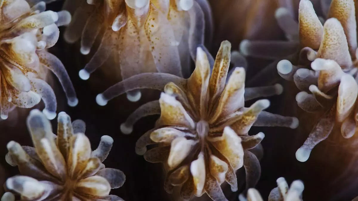 Forskere fant ut at koraller spiser plast søppel, fordi de anser det deilig