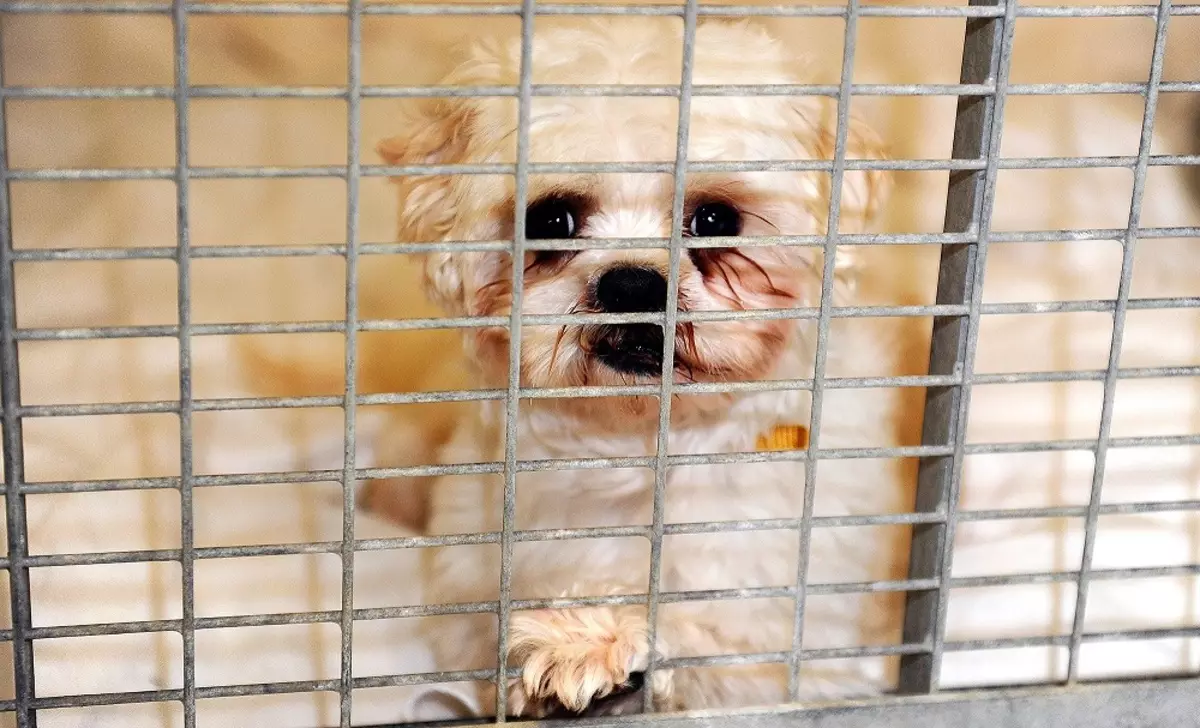 حیوانات نجات یافته در فروشگاه های حیوانات خانگی به جای حیوانات از مهد کودک