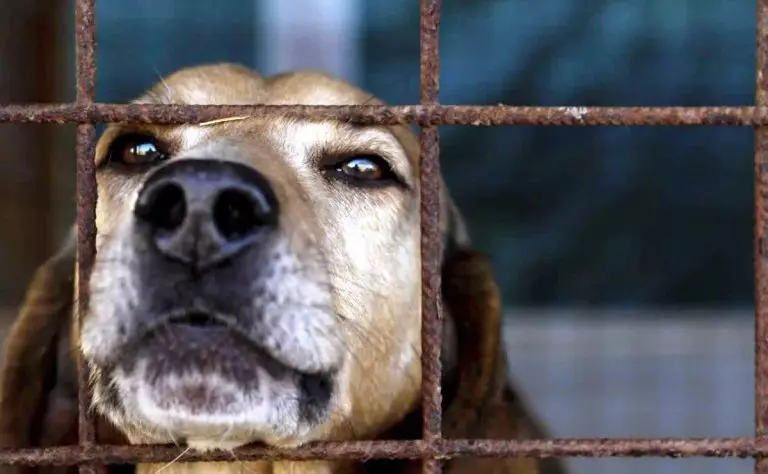 Կալիֆոռնիայում արգելված է կենդանիներ վաճառել տնկարաններից