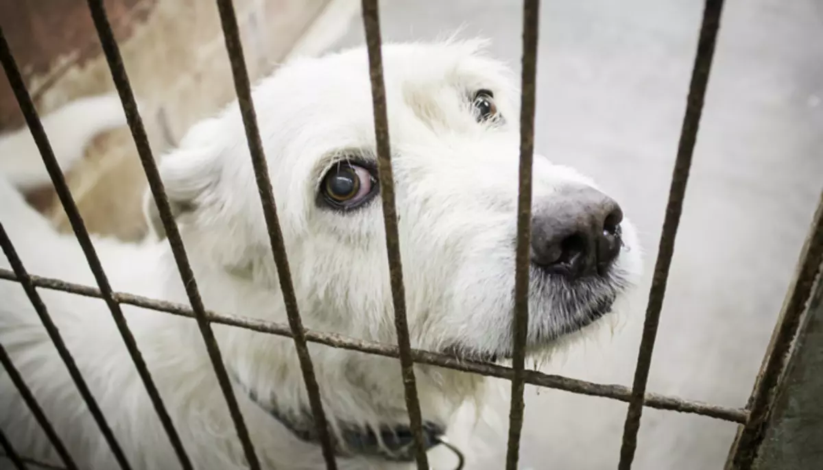 Կալիֆոռնիայում արգելված է կենդանիներ վաճառել տնկարաններից