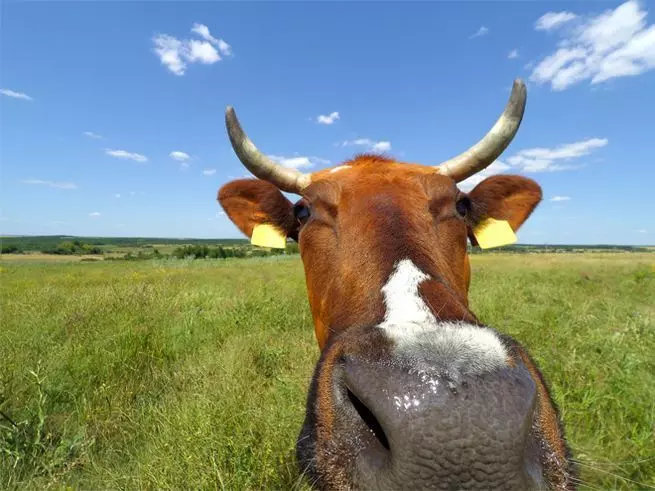 Kotoran sapi - salah satu penyebab utama pemanasan global