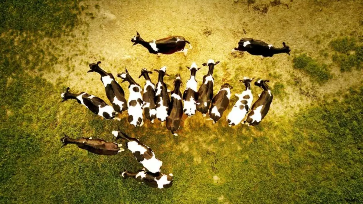 Kotoran sapi - salah satu penyebab utama pemanasan global