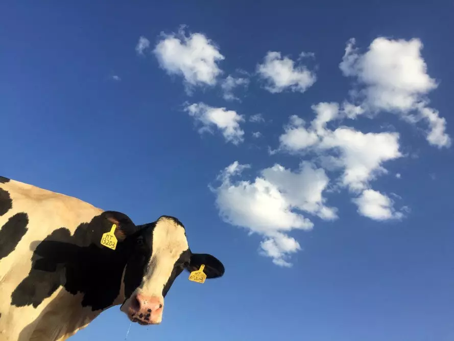 गाय खाद - ग्लोबल वार्मिंग के मुख्य कारणों में से एक