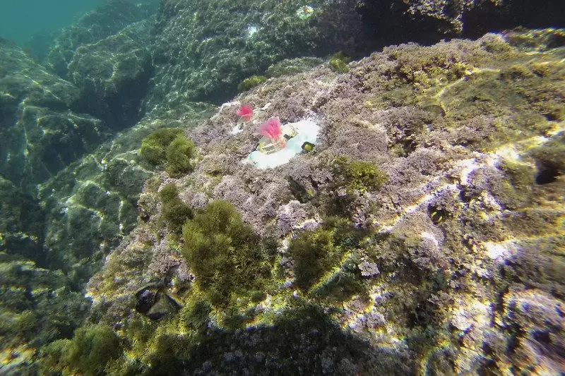 Plástico en el océano para preservar la ecología de los arrecifes.