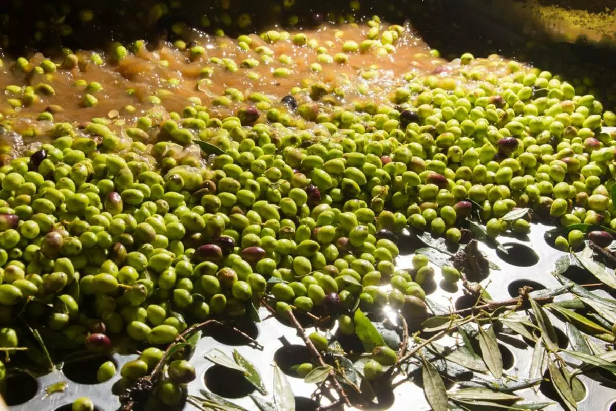 Olive oil waste as biofuel and fertilizer?