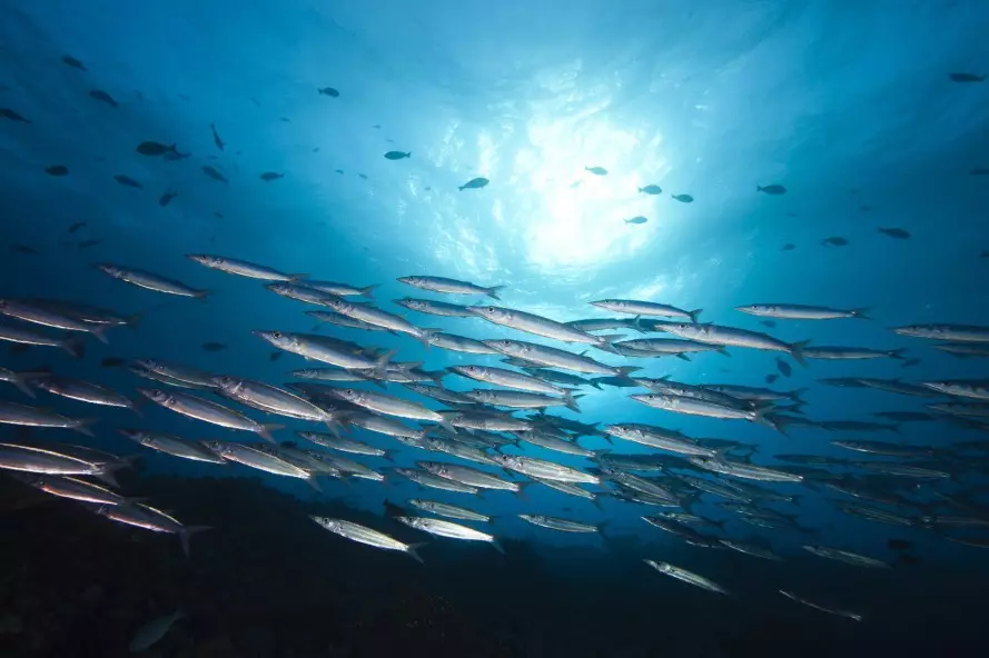 Plast søppel vil overstige antall fisk i sjøen innen 2050