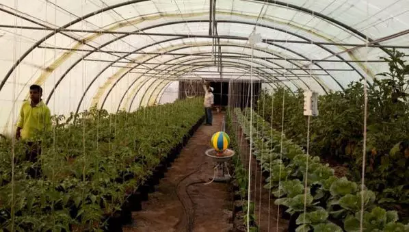 Rumah hijau kembung boleh menghasilkan air segar dan makanan untuk kawasan yang terjejas