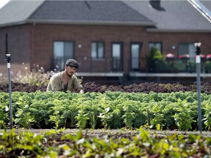 Supermarkt in Kanada - der erste, der Produkte im Dachgarten erzeugt