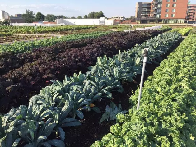 De supermerk yn Montreal is de earste yn Kanada, dy't produkten produseart yn 'e eigen dak Garden