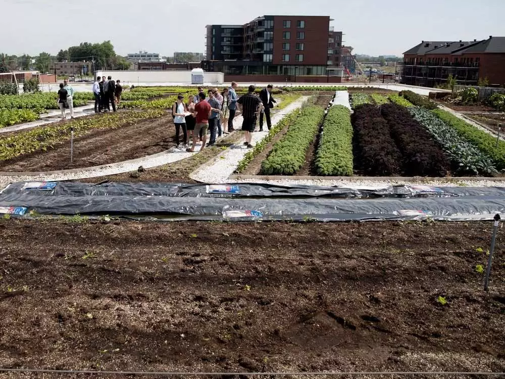 De supermerk yn Montreal is de earste yn Kanada, dy't produkten produseart yn 'e eigen dak Garden