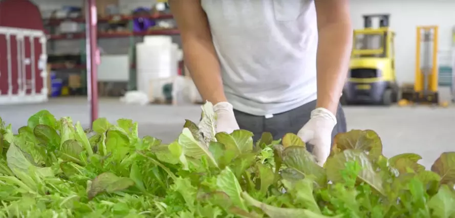 Home Farm i beholderen opretter smagen af ​​din salat