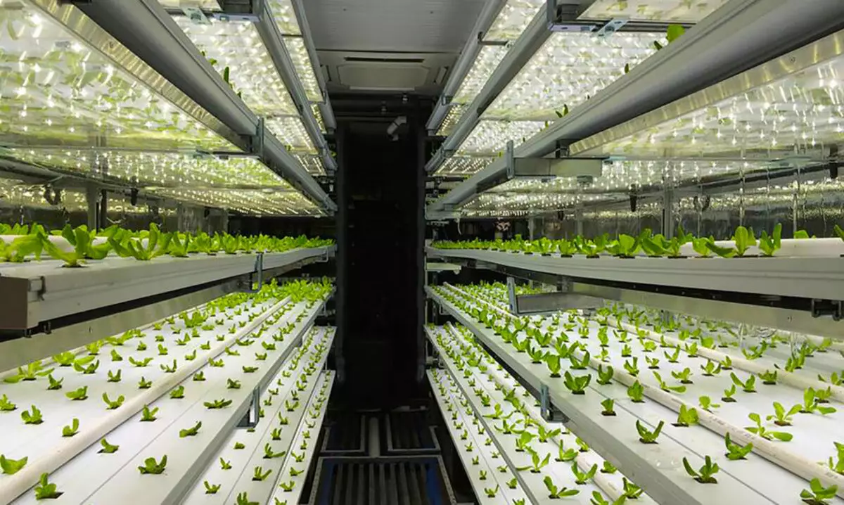 Domácí farma v kontejneru nastaví chuť vašeho salátu