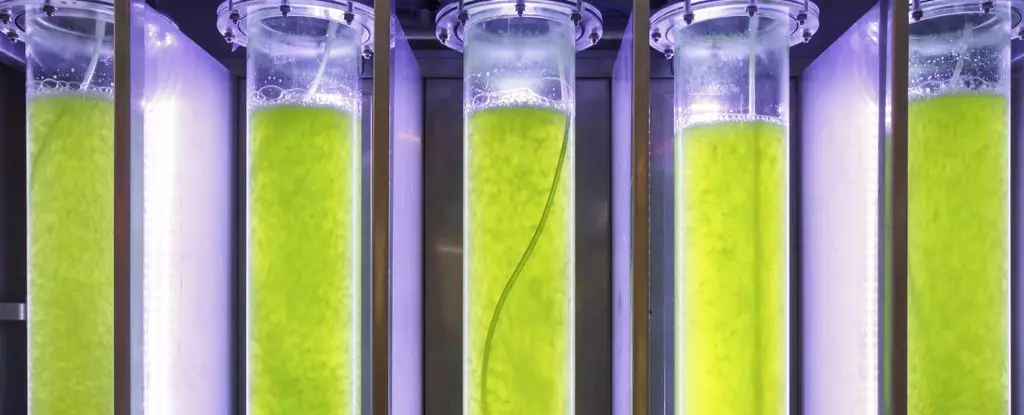 Alnodive Algae kawiri kawiri kupanga ma biofuels