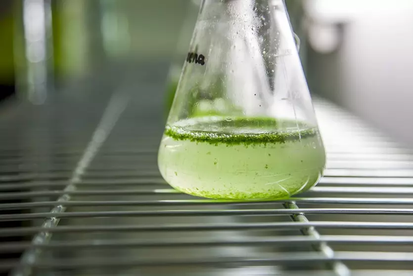 Algae-ka caan ah ayaa labanlaabmay soosaarka biofuels