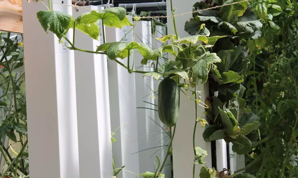 Solar Aquaponic Greenhouse produseer tot 400 kg produkte per jaar