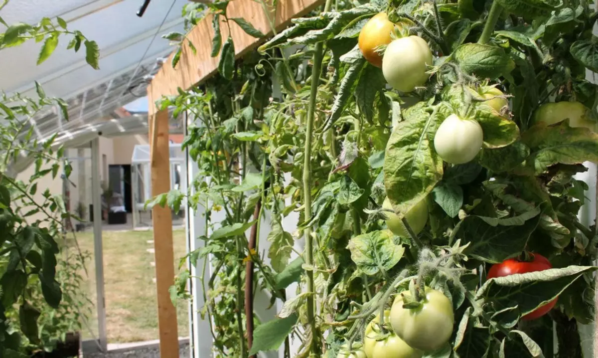 Solar Aquaponic Greenhouse produseer tot 400 kg produkte per jaar