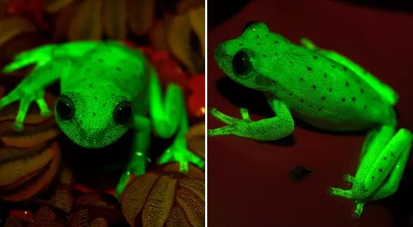 Der erste fluoreszierende Frosch der Welt in Südamerika