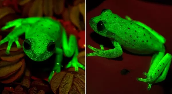 Pasaulē pirmais fluorescējošais varde, kas atrodams Dienvidamerikā