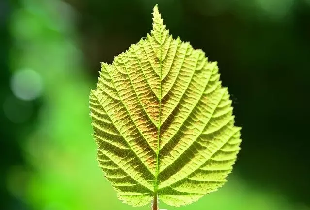 Wetenschappers produceerden waterstof met licht en planten