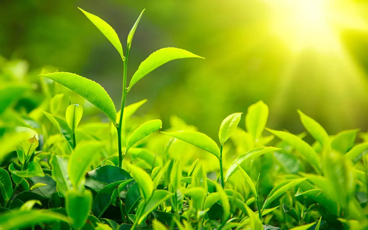 Wetenschappers produceerden waterstof met licht en planten