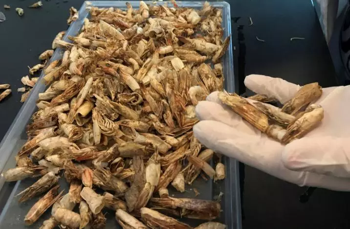 Biologicky odbúrateľný plast z krevety prístrešky