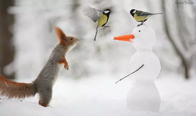 灰鼠如何在雪球中播放。动物的照片