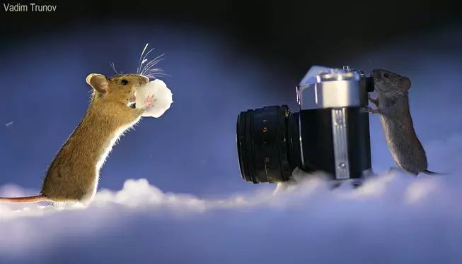 Come gli scoiattoli giocavano in palle di neve. Foto di animali