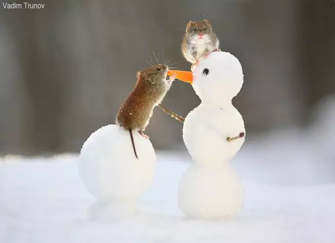 Come gli scoiattoli giocavano in palle di neve. Foto di animali