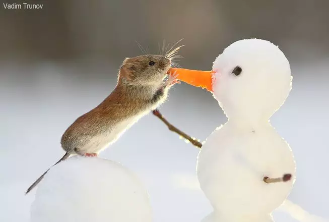 灰鼠如何在雪球中播放。动物的照片