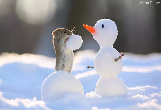 灰鼠如何在雪球中播放。动物的照片