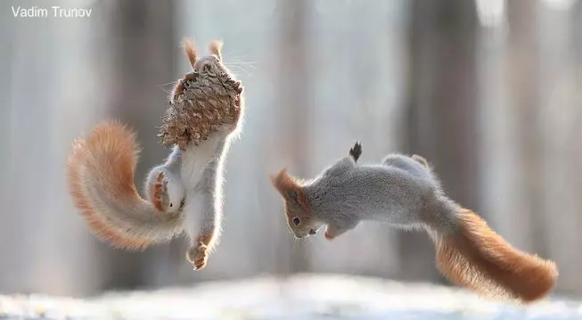 Come gli scoiattoli giocavano in palle di neve. Foto di animali