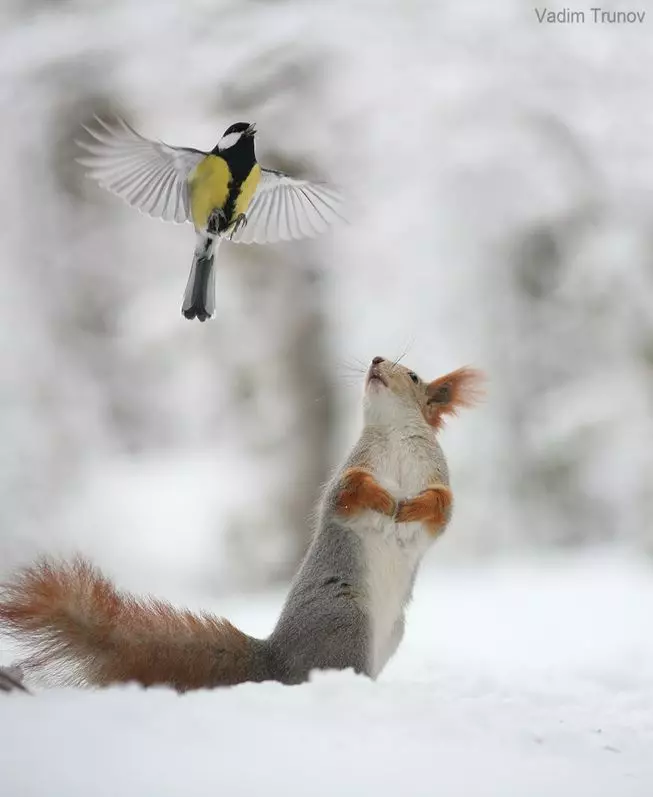 Come gli scoiattoli giocavano in palle di neve. Foto di animali