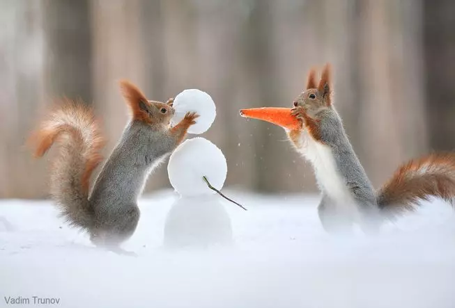 Come gli scoiattoli giocavano in palle di neve. Foto di animali