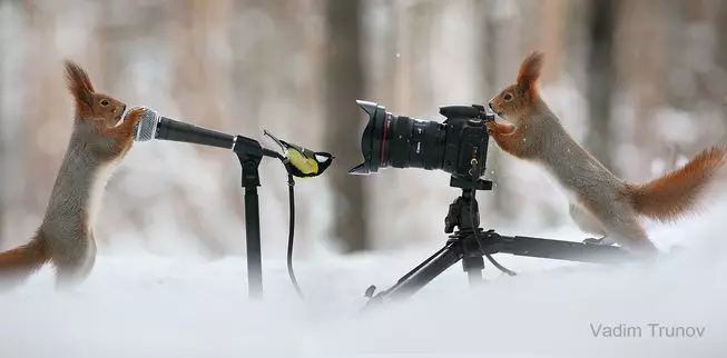 Come gli scoiattoli giocavano in palle di neve. Foto di animali