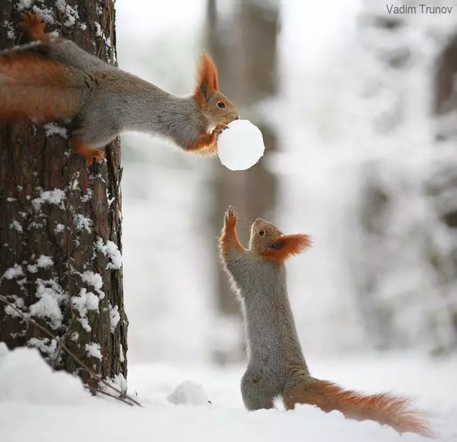 灰鼠如何在雪球中播放。動物的照片