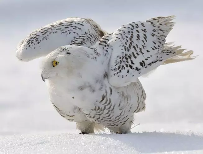 7 dieren van de Noordpool, die zich verheugen in de winter