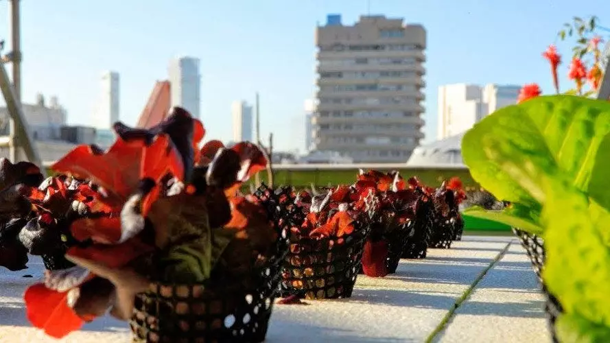 De stadsboerderij op het dak in Tel Aviv produceert elke maand 10.000 saladekoppen