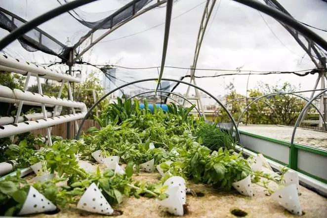 Farmê bajêr li ser çiyayê Tel Aviv her mehê 10,000 saladê salixan hilberîne